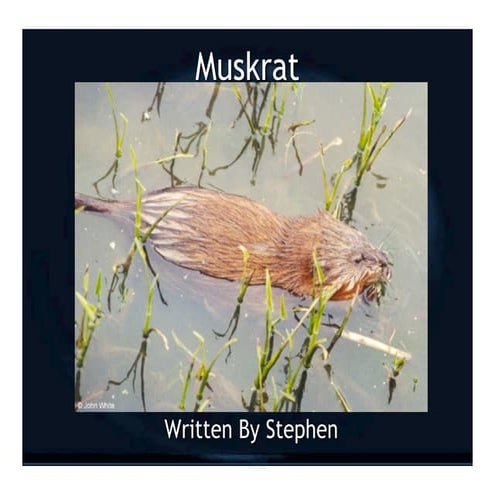 5 B Muskrat | PDF