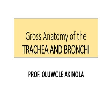 anatomy of trachea.pptx