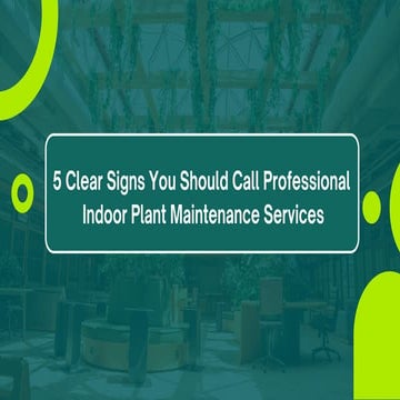 5 Clear Signs You Should Call Professional Indoor Plant Maintenance ...