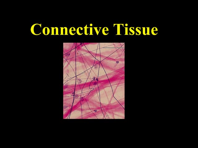 Connective Tissue Table.docx