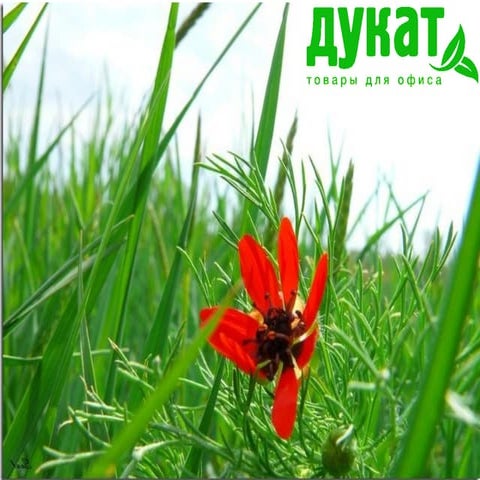 Dukat: Eco-Stationary | PPT