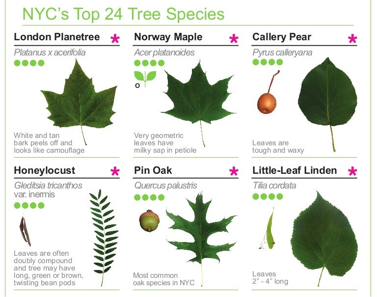 2015 Street Tree Guide_Individual Pages_top24