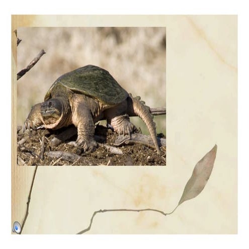 5 G Snapping Turtle | PDF | Reptiles | Pets