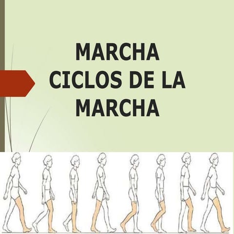 Ciclos de la marcha una efectiva para mejorar postura | PPTX