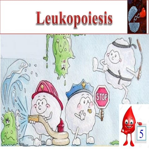 5 Leukopoiesis (1).pdf