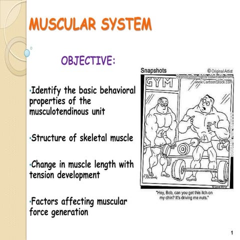 Muscular System (Our Muscle) | PPTX