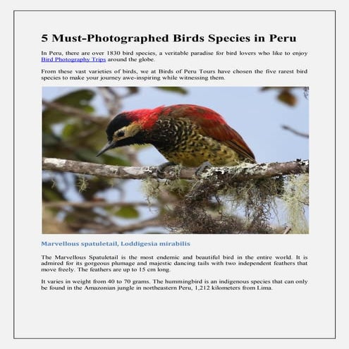 5 Must-Photographed Birds Species in Peru | PDF