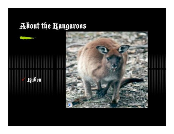 Kangaroo | PPTX