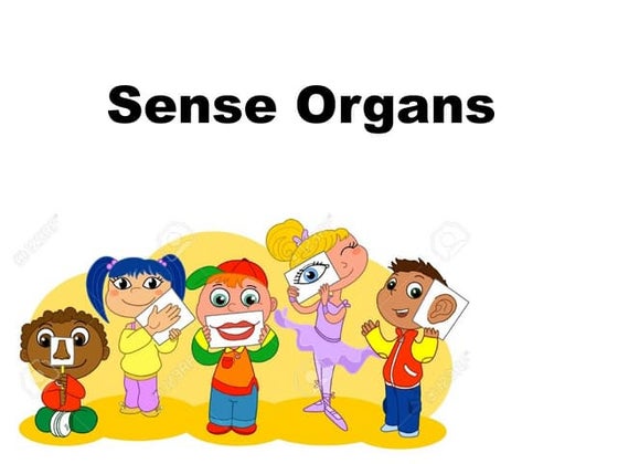 Sense organs of the human body | PPTX | Ear, Nose and Throat Conditions ...