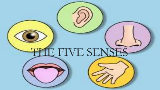 The Five Senses Powerpoint | PPTX