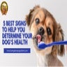 5 Signs to help you determine your dog's Health.pdf | Digestive ...