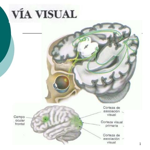 Sistemas Visual Vestibulococlear Y Auditivo Pptx
