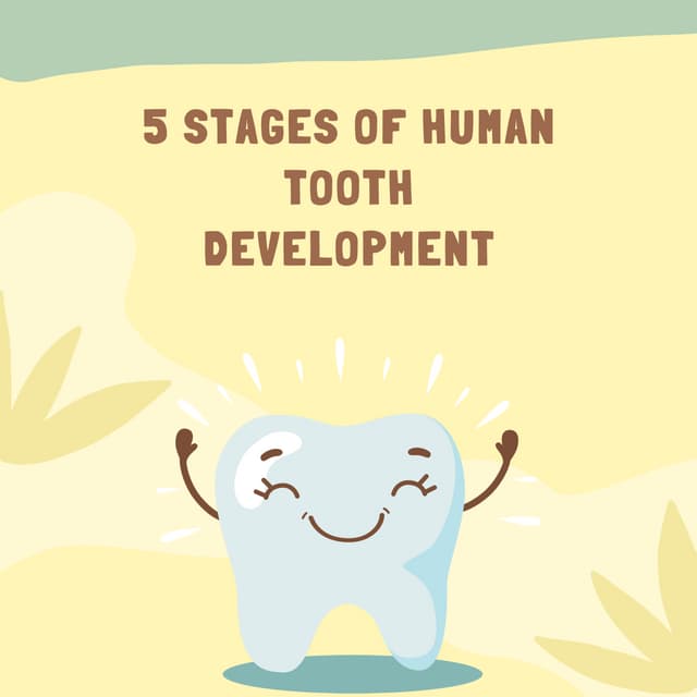 5 Stages of Human Tooth Development | PDF