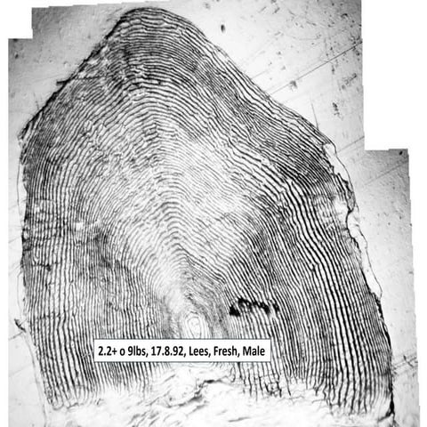 The Tweed Foundation Scale Reference Collection Slides 11-26 | PPTX