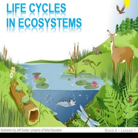 Life Cycles in Ecosystems | PPTX