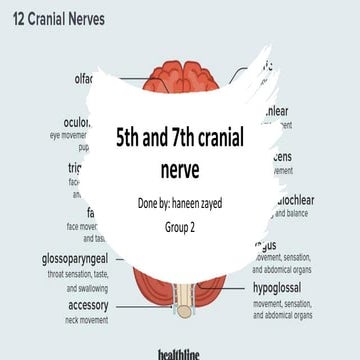 5th and 7th cranial nerves (haneen) (1).pdf