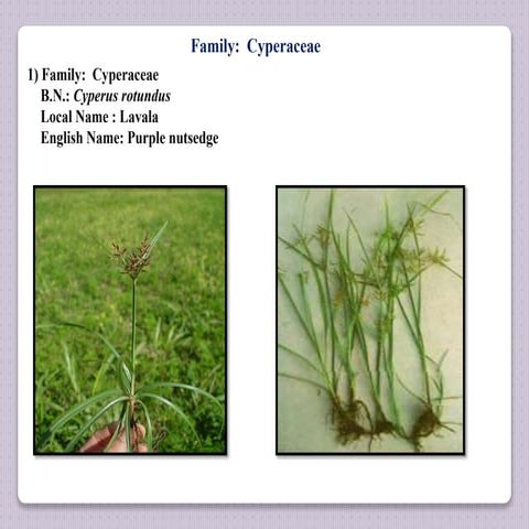 Preparation of seed bed | PPTX