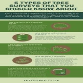 5 Types of Tree Surveys that you Should Know About