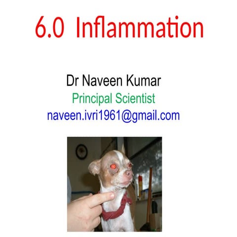 inflammation process in veterinary science (2).pptx