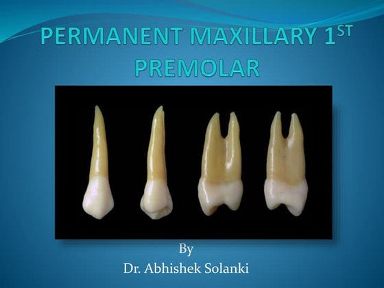 Maxillary second premolar | PPT