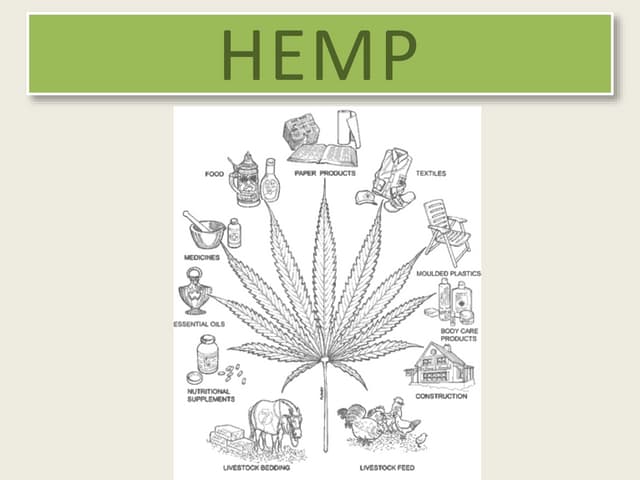5 Major Differences between Hemp and Marijuana | PDF