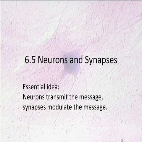 6.5 Neurons and synapses | PPTX