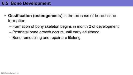 Ossification | PPT