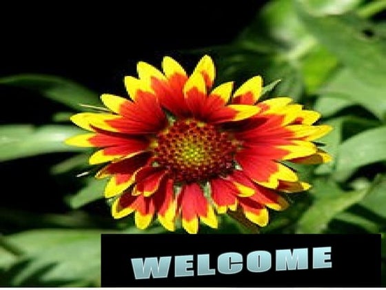 Hybridization Techniques in Crop Improvement | PPT