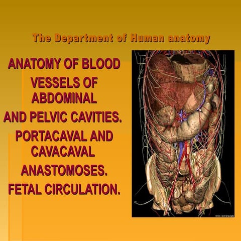 Anatomy of Blood vessels of abdomen pelvic cavities. Portacaval ...