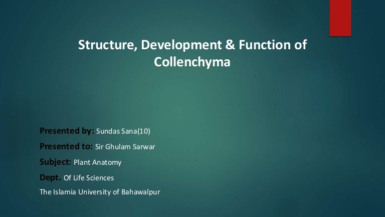 Structure, Development & Function of Collenchyma