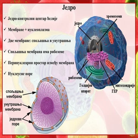6. Jedro | PPTX