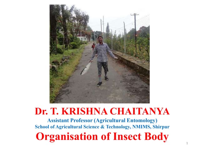 Insect thorax : Its areas, structure, function and modification in ...