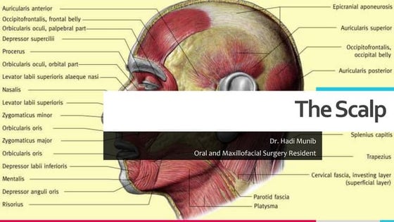 Scalp | PPTX