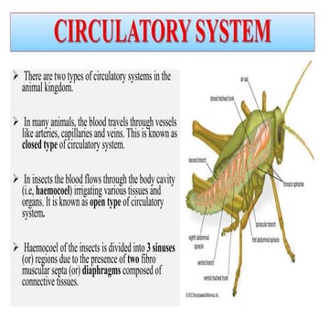 insect circulatory and excretory systems | PPTX