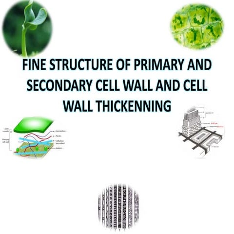 CELLWALL.pptx