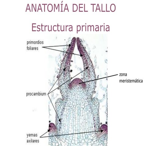 6. ANATOMIA PRIMARIA TALLO.pdf