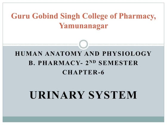 Anatomy and physiology (urinary system) | PPTX | Chemistry | Science