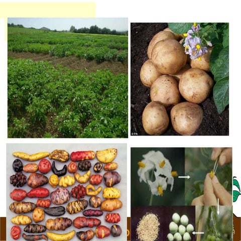 6. HORT201_Potato_L2SI.ppt