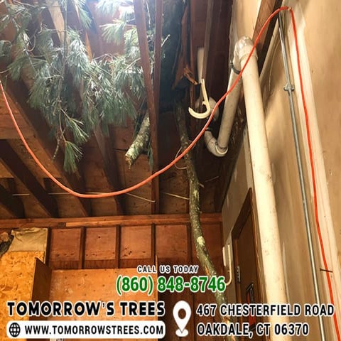 Precision Tree Pruning in Groton, CT | Expert Tree Care Services | PPT