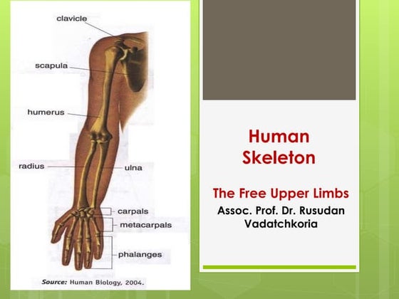 Upper Limb Bone Anatomy Upper Limb Arteries & Upper Limb Bones From