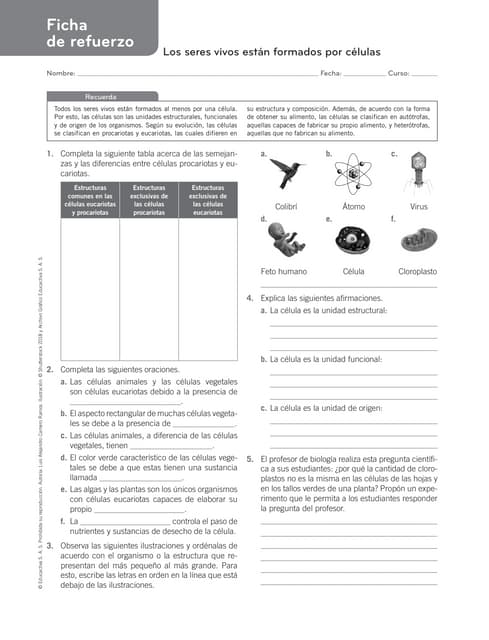 Examen ciencias Cèlulas, Reinos Seres Vivos quinto | PDF