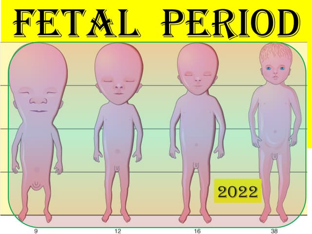 Stages of fetal growth and development | PPTX