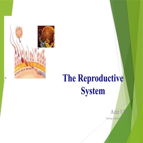Grade 9 - Sexual Reproduction of Human | PPT