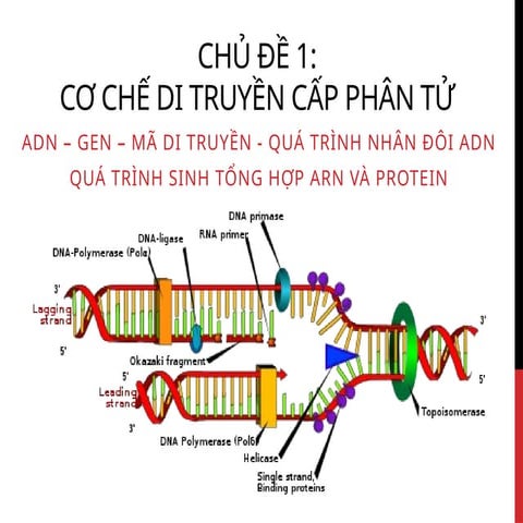 6. ADN – GEN – MÃ DI TRUYỀN - QUÁ TRÌNH NHÂN ĐÔI ADN.pptx