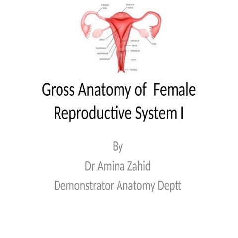 Gross Anatomy of Uterus | PPTX