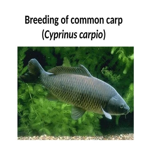 BIOLOGY AND Breeding of common carp.pptx