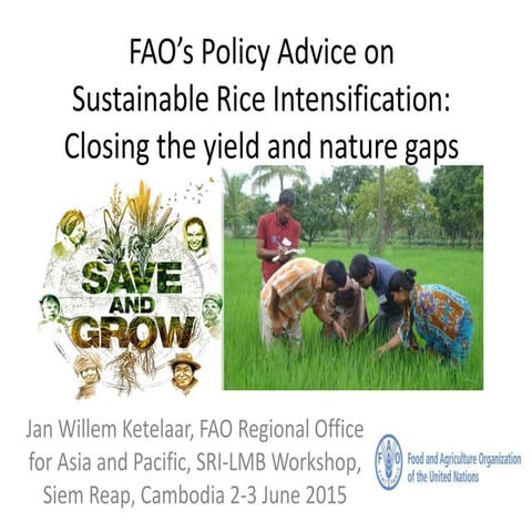 Why is rice an important food crop? | PPTX