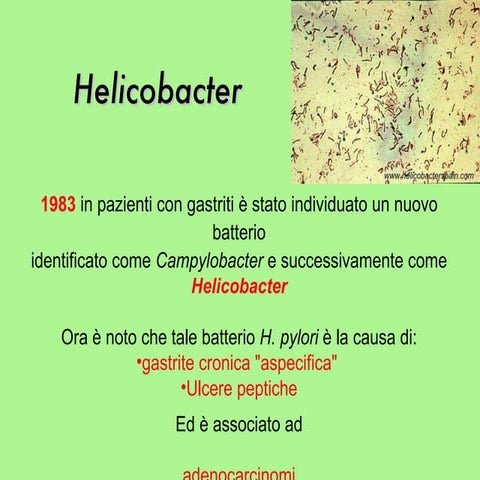6.helicobacter | PPT
