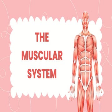 6 - MUSCULAR SYSTEM.pptx