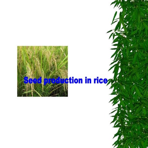 6-Paddy seed production.pptkgkkpkgpkpkpkpkpkp | PPT